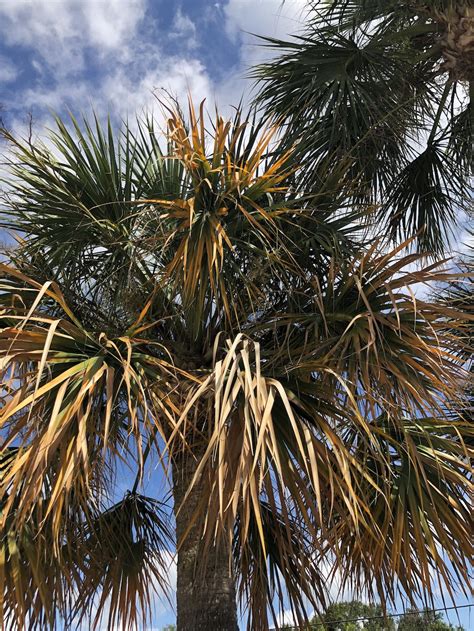 Palm Trees Tree Maintenance Analysis And Preservation Specialists