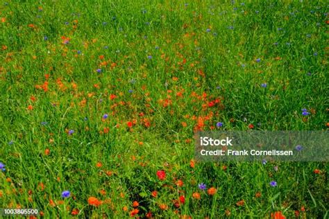 Cornflowers 및 필드 꽃다발에서 양 귀 비 0명에 대한 스톡 사진 및 기타 이미지 0명 개화기 계절 Istock