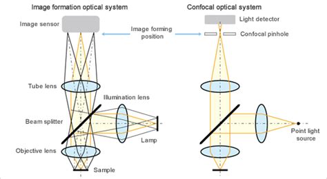 1 Principles Of Laser Scanning Microscopes Olympus Ims