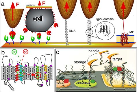 Molecular Force Spectroscopy Biophysics Group Eth Zurich