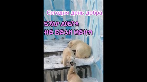 Завалила я Медведя 🐭Белка и Стрелка белые медвежата Youtube