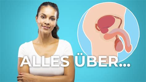 Penis Hoden Prostata Die Männlichen Geschlechtsorgane Youtube