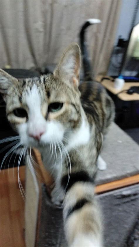 Котоселфи Пикабу