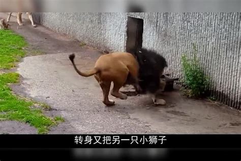 虎妈嫌小老虎走路慢一口将小老虎叼走虎子给俺留点面子 虎子 面子