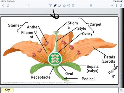 Bio Lab Flashcards Quizlet