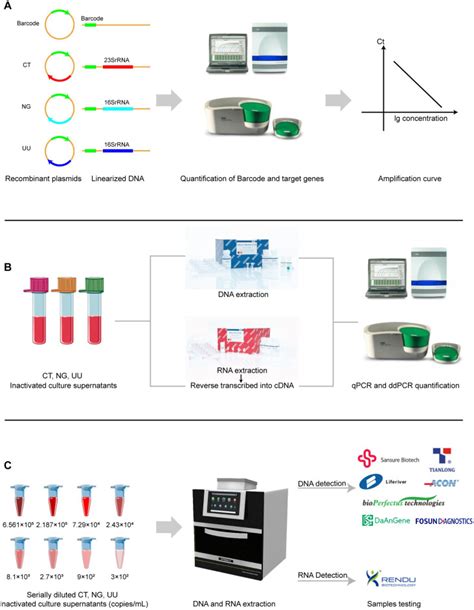 Comparison Of Analytical Sensitivity Of Dna Based And Rna Based Nucleic Acid Amplification Tests