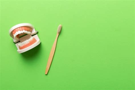 Крупный план модели человеческой челюсти с белыми зубами и зубной ...
