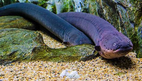 Electric Eel