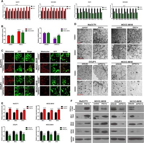 Pgc1α Promotes Mitochondrial Biogenesis And Fusion A Mrna Levels Of Download Scientific