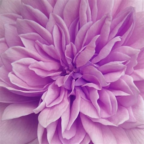 Blossom Flower Filled Violet Free Stock Photo - Public Domain Pictures