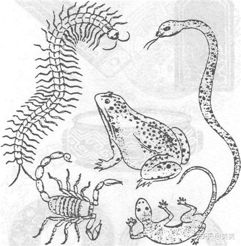 古代五毒都是什么？哪种排第一？