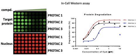 The Critical Platforms Of Protac Validation Wuxi Biology
