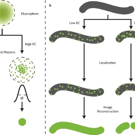 The Effects Of Fluorophore Properties On Smlm Image Reconstruction A