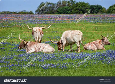 Texas Longhorn Cattle Grazing In Bluebonnet Wildflower Pasture Stock