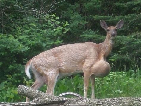 Dnr Reviews Its Cwd Plan