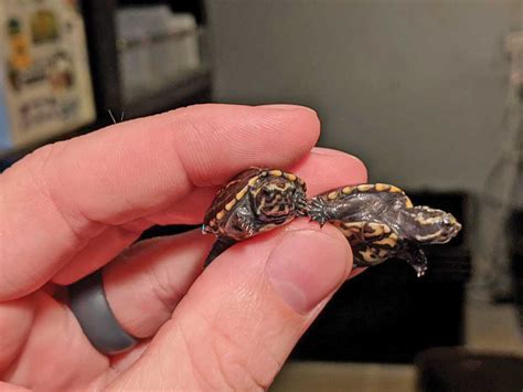 Striped Mud Turtle Care And Breeding Reptiles Magazine