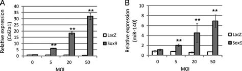 Mir 140 Expression Is Up Regulated By Sox9 In Chondrocytes