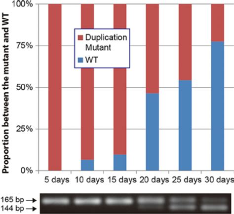 Reversion Of A Duplication Mutation The Proportional Variation Between
