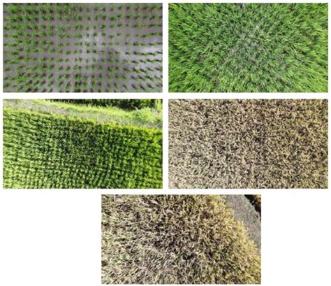 Sample Of Testing Dataset Download Scientific Diagram
