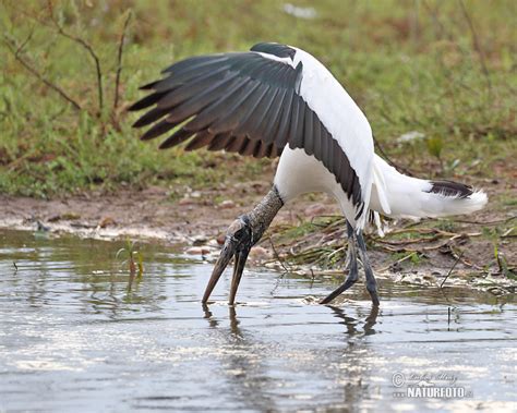 Storch Bilder, Storch Fotos | NaturFoto