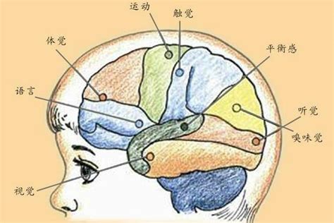 脑癌和用脑过度有关系吗？