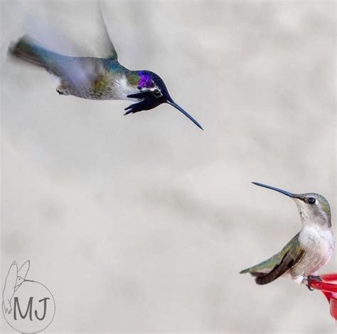 How Fast Do Hummingbirds Fly Discover Hummingbird Flight Speed And How