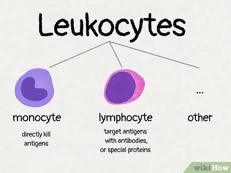 Difference Between Monocytes And Lymphocytes