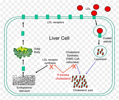 Statin Drugs Hmg Coa Reductase Cholesterol Plot Plan Diagram Hd Png