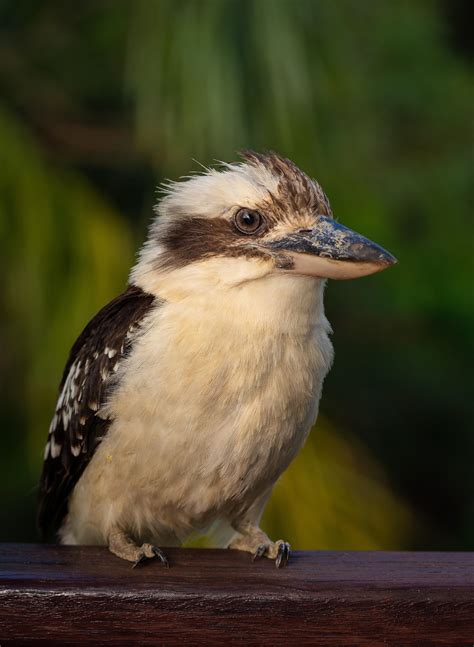 The Kookaburra One Of Australias Most Iconic Birds R Australianwildlife