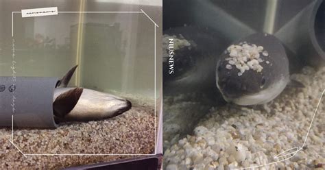 難不成是鹹魚翻身？日本推友「寵物鰻」水中翻肚，飼主嚇傻近看才知只是睡著！ 寵物圈圈、可愛寵物、鰻魚、寵物鰻、日本 寵物圈圈 妞新聞