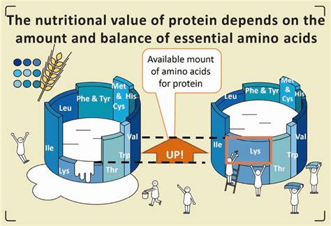 What Are Amino Acids Amino Acids About The Ajinomoto Group Ajinomoto Group Global Website