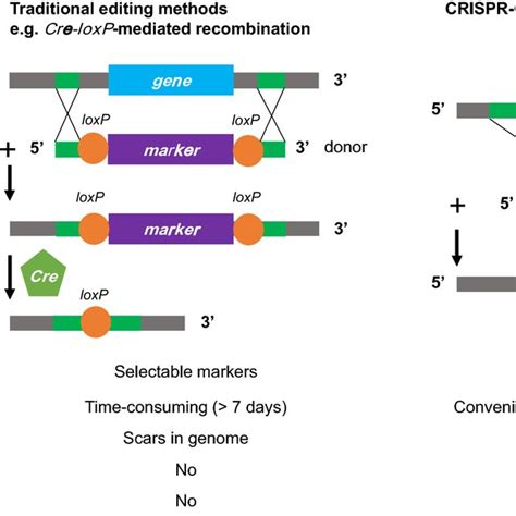 Genome Editing Applications Of Crispr Cas9 In Non Conventional Yeasts
