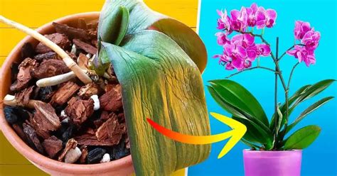 Comment sauver une orchidée mourante Elle peut être ramenée à la vie