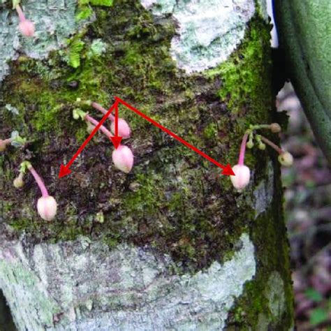 Pdf Some Facts About Cocoa Pollination