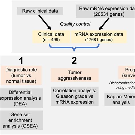 Bioinformatical Pipeline For The Analysis Of The Prognostic Role Of Download Scientific Diagram