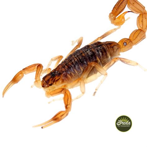 Wasp Vs Scorpion