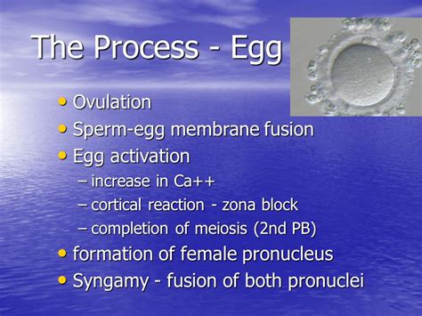 Fertilization Fertilization Fusion Of Egg And Sperm Into A Single