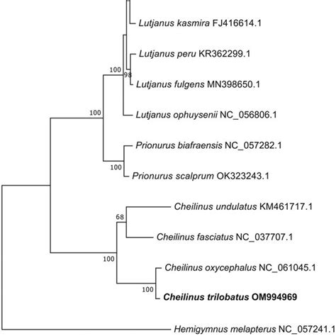 Maximum Likelihood Ml Phylogenetic Tree Based On Complete Mitogenome