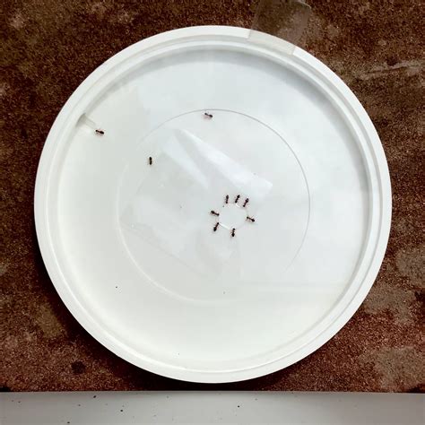 Ant Detection Object Detection Dataset By Hugo Leblond