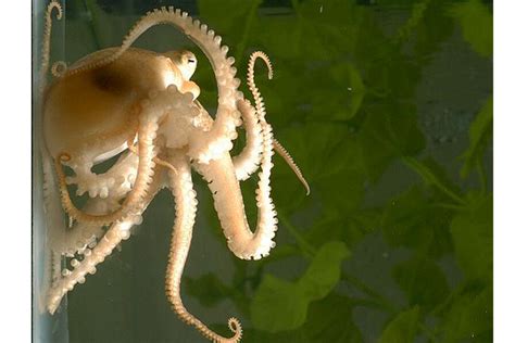 Octopus Genome Reveals Astonishing Secrets