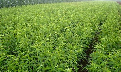 桃树苗嫁接时间及技术细节 知乎