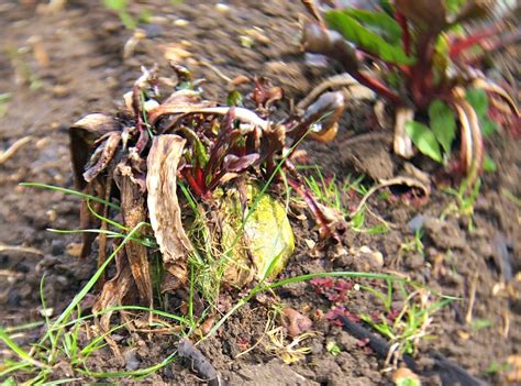 Grubby Knees Clean Plates Worms And Giant Beetroot