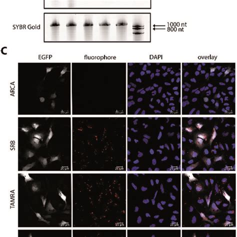 Bioorthogonal Labeling Of Mrnas At The Poly A Tail With Different Download Scientific Diagram