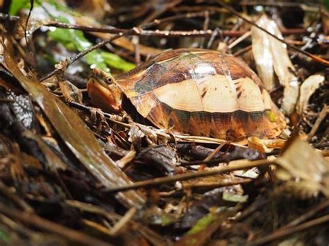 Rare Turtle Species Conserved