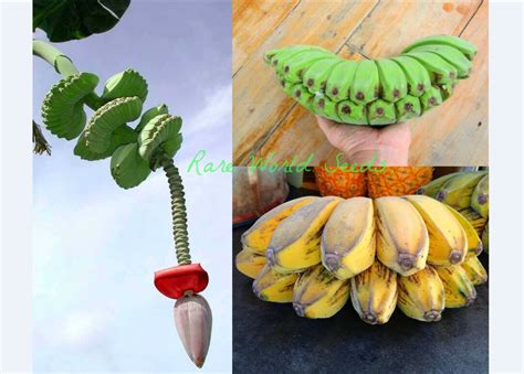 Seeds Unusual And Edible Banana Tree ‘praying Hands Musa Paradisiaca