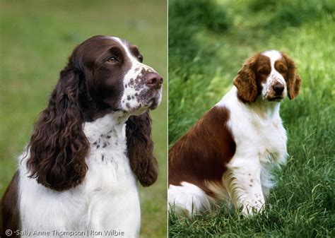 `누가 누구게`닮은 듯 다른 애견 7쌍