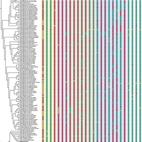 Core Genome Maximum Likelihood Phylogenetic Tree Of Related Pantoea