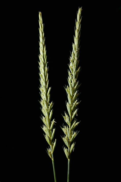 Leymus racemosus (Lam.) Tzvelev | Plants of the World Online | Kew Science
