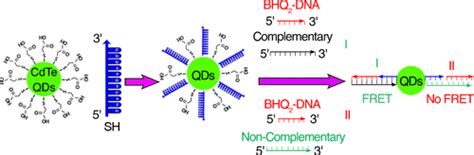 荧光 Dna 共轭 Cdte 量子点纳米探针在检测 Sars Cov 2 病毒的特定目标 Dna 中的高效和多功能应用langmuir