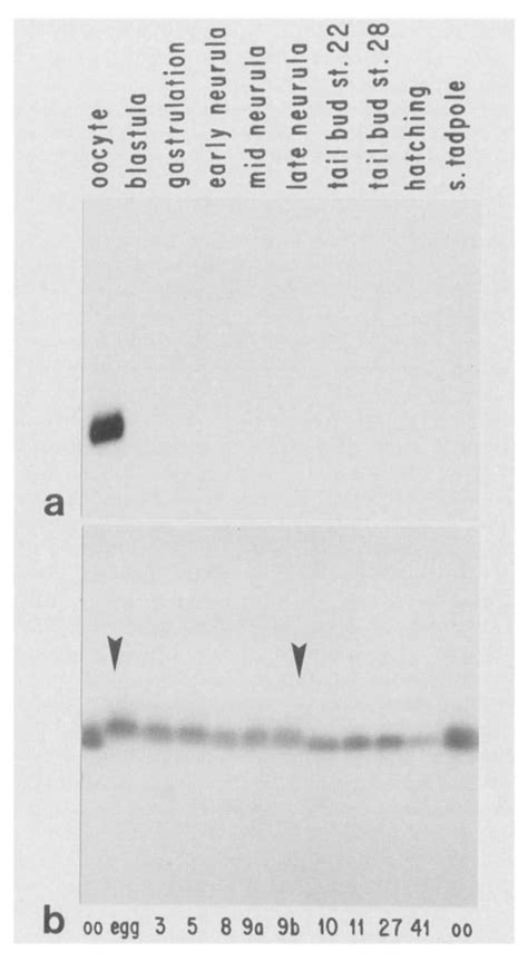 Developmental Profile Of Nucleoplasmin Message And Protein During Download Scientific Diagram